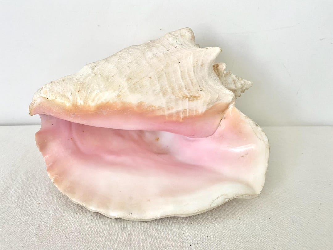 Pink Conch Shell - Natural Large Seashell - Ocean Shell - Collectible ...