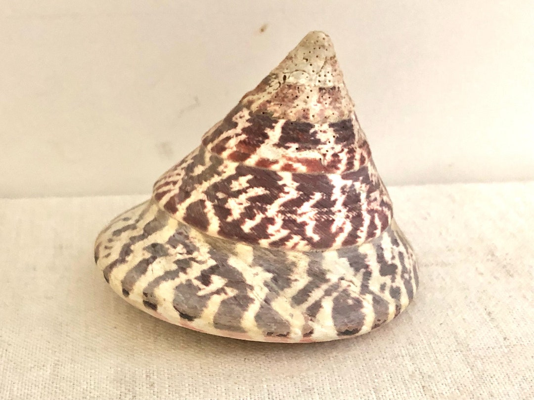 Natural Tectus Niloticus-trochus Seashell Genuine Sea Top Shell - Etsy