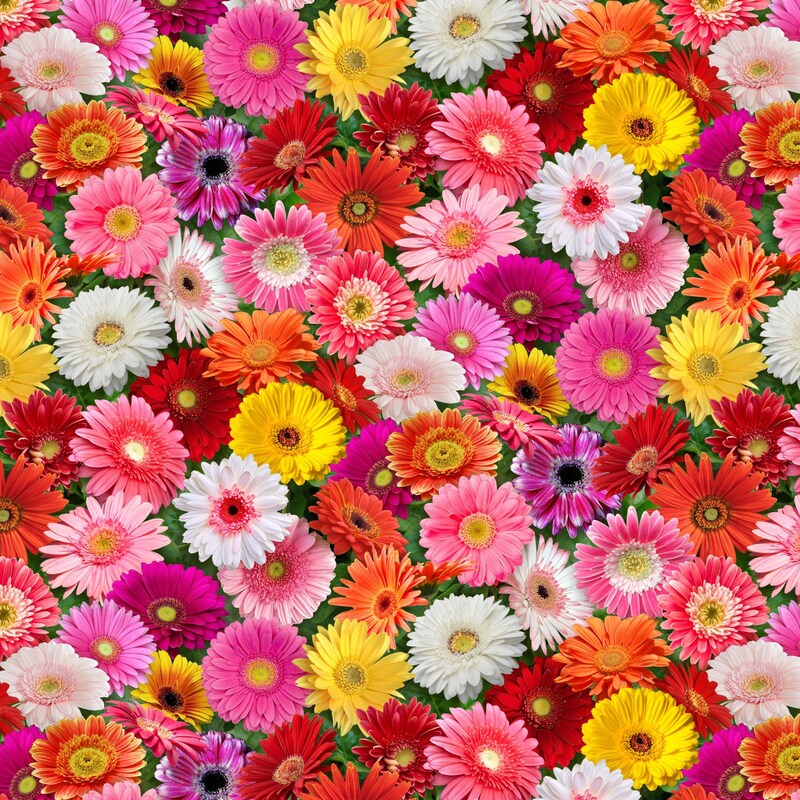 Gerber Daisy Bouquet - Etsy