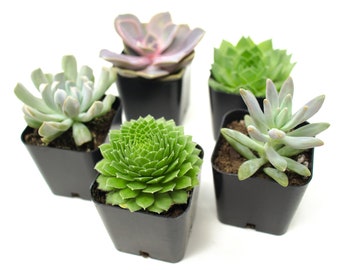 Succulent plants | Etsy