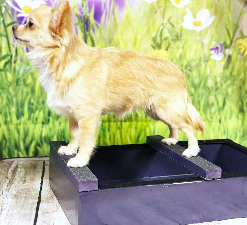 Dog Show Training Stack Box Toy Adult Size Stack Training - Etsy