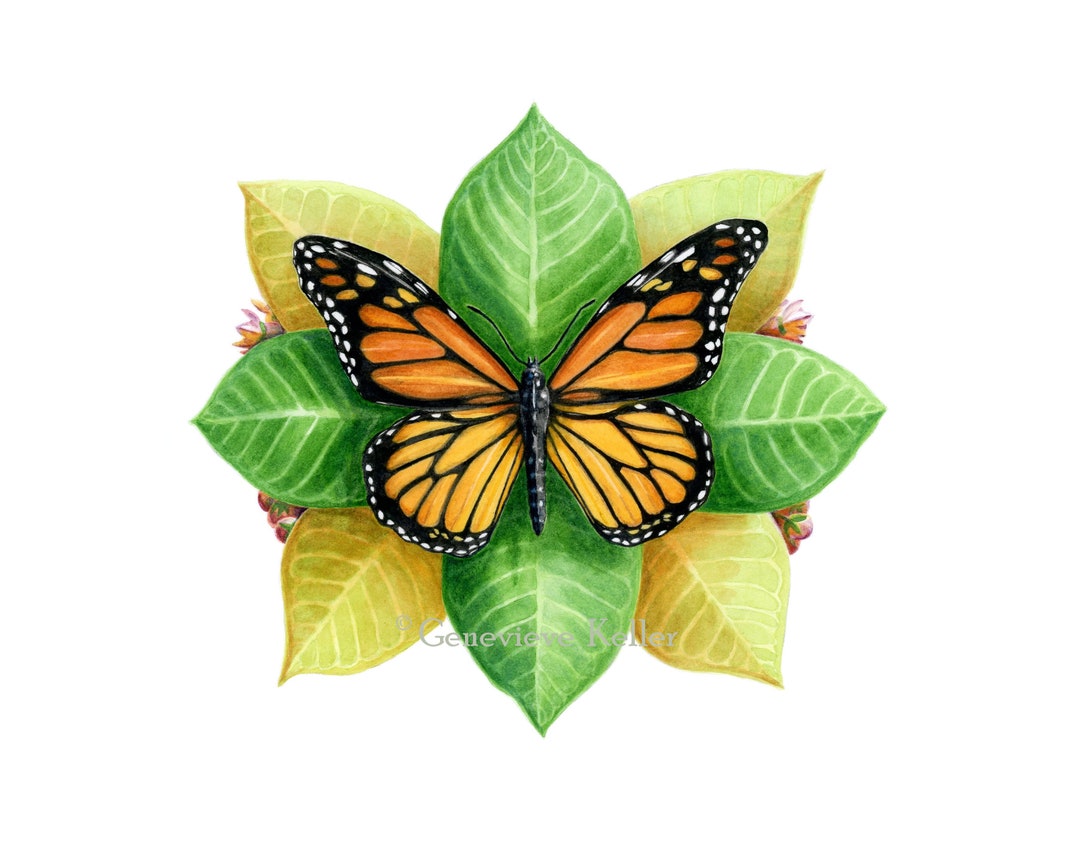 Monarch Butterfly With Milkweed Plant Fine Art Print - Etsy