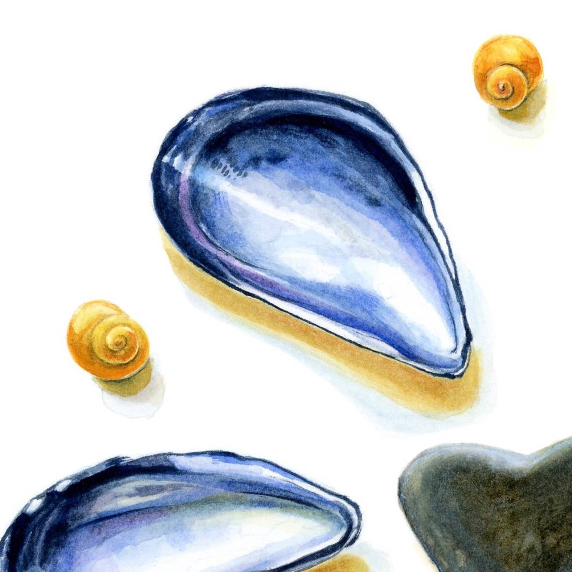 Shell Art Print Maine Mussel Shells Heart-shaped Beach Stone - Etsy