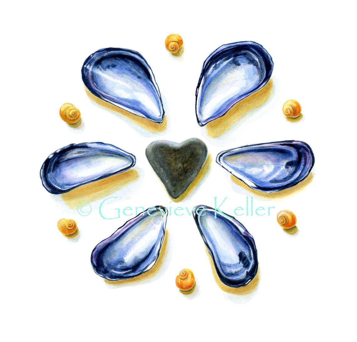 Shell Art Print Maine Mussel Shells Heart-shaped Beach Stone - Etsy