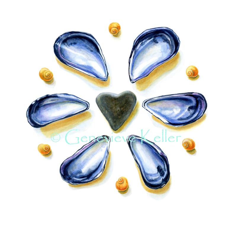 Shell Art Print Maine Mussel Shells Heart-shaped Beach Stone - Etsy
