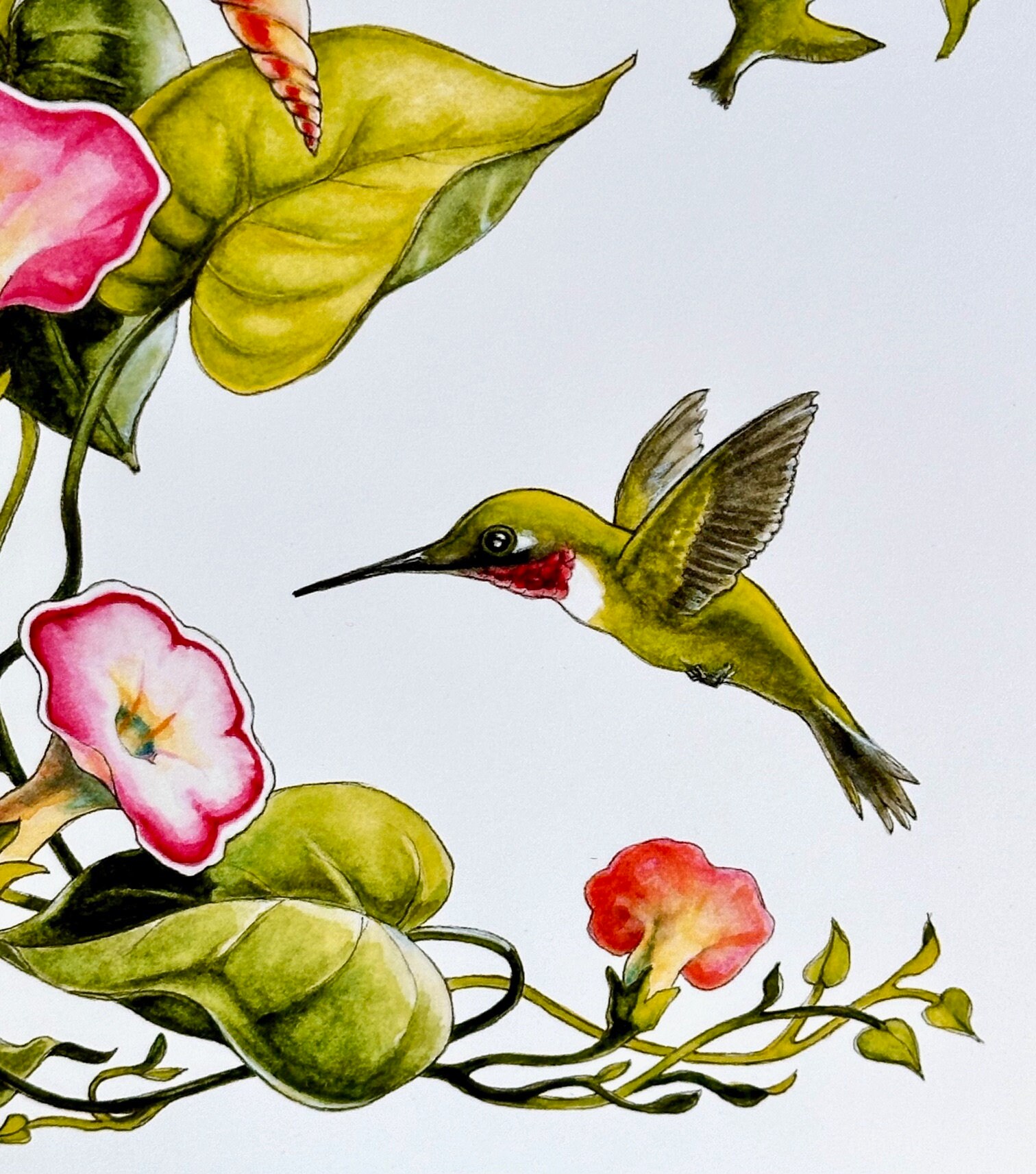 Morning Glory and Ruby Throated Hummingbird Card - Etsy