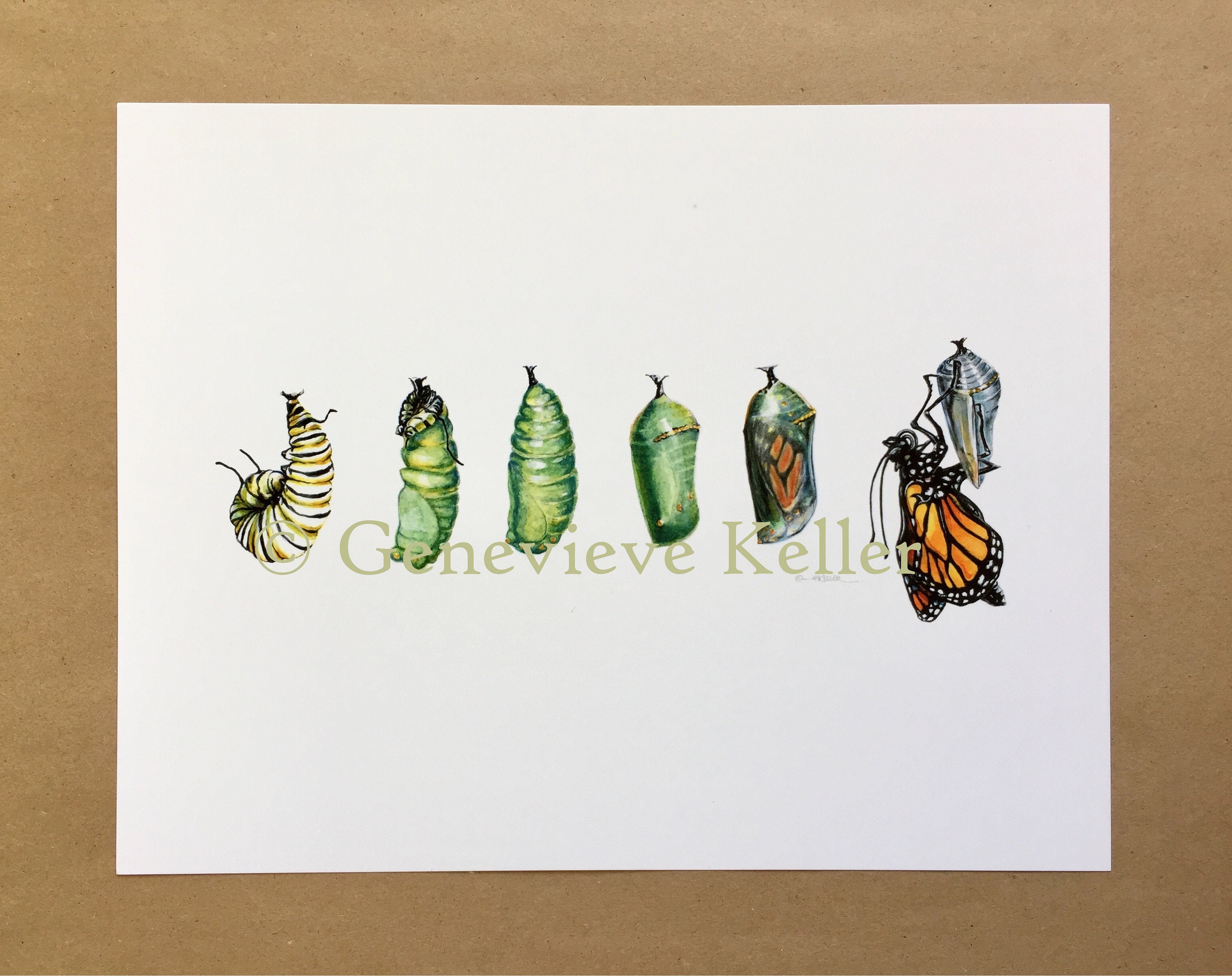 Monarch Butterfly Art Print | Etsy