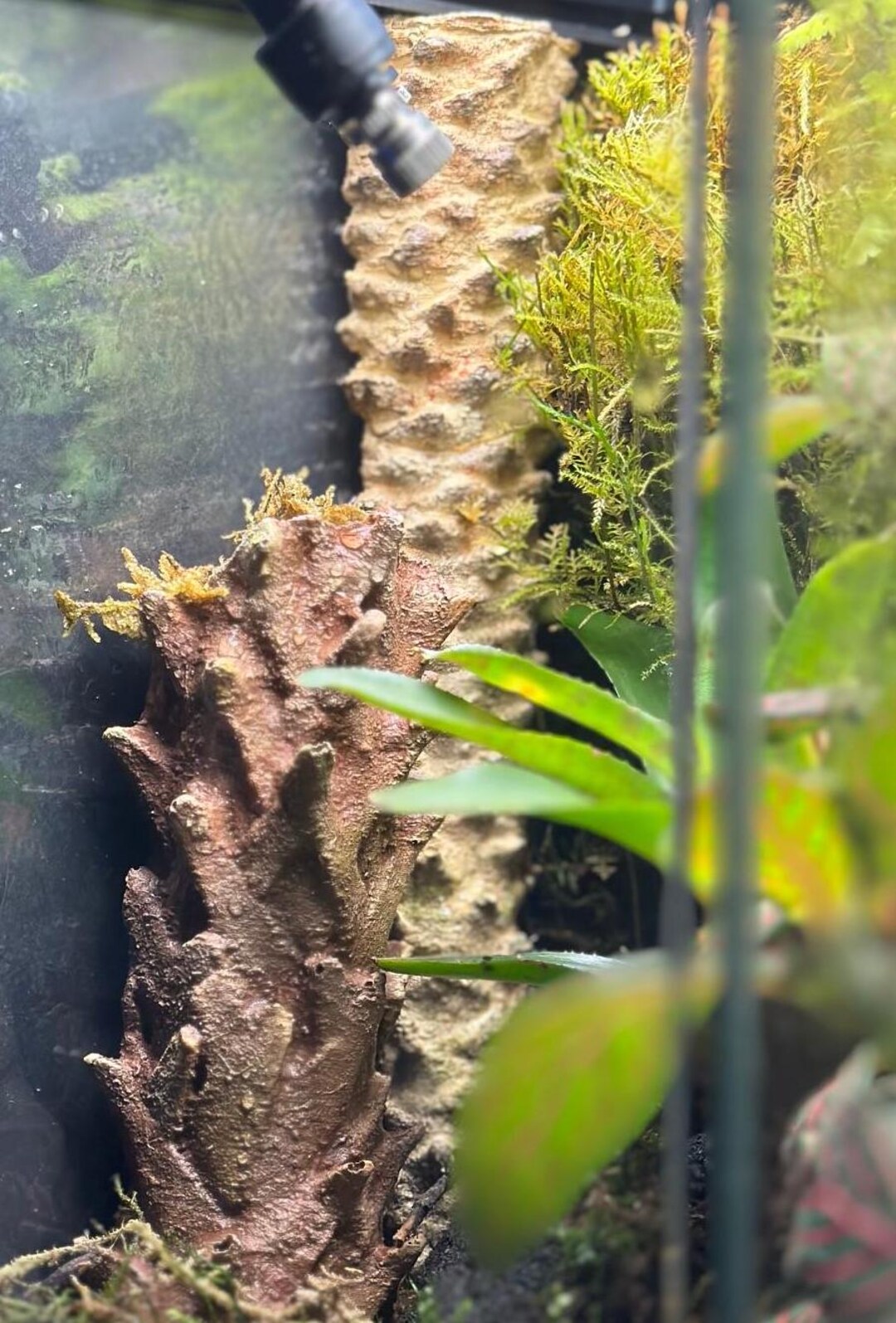 Pygmy Date Palm Trunk Terrarium Decor - Etsy