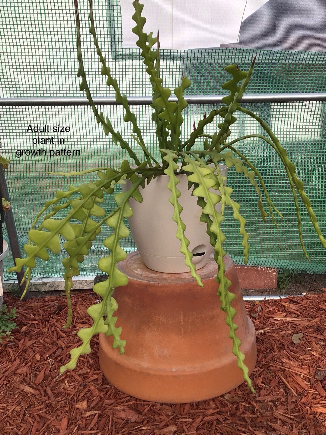 Ric Rac Cactus, Epiphyllum, Zig Zag Cactus, Fishbone Cactus, Rooted ...