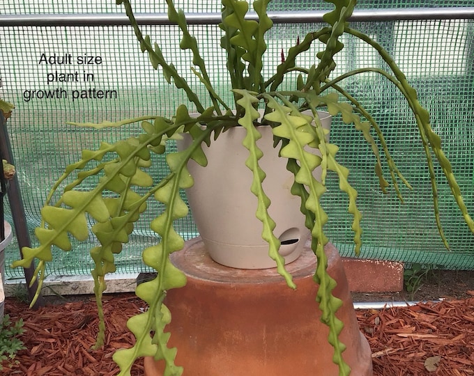 Ric Rac Cactus, Epiphyllum, Zig Zag Cactus, Fishbone Cactus, Rooted ...