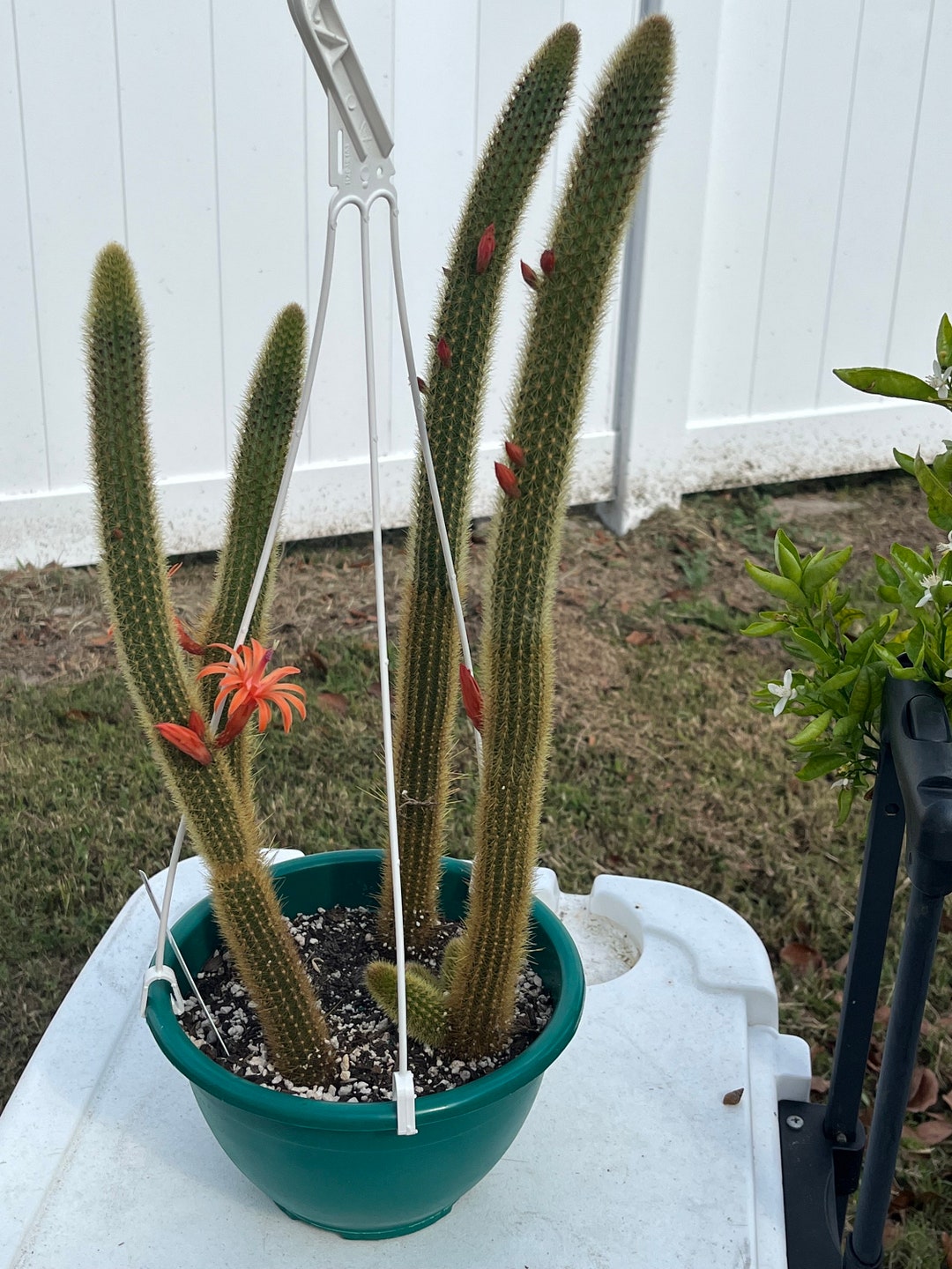 Golden Monkey Tail Cactus Cutting, Cleistocactus Winteri, Non-rooted - Etsy