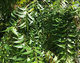 1 Oz Organically Grown Fresh Neem Leaves - Etsy