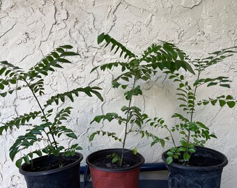 Curry Leaf Plant - Organic Gamthi Variety -starter Plant -inch to 3 ...