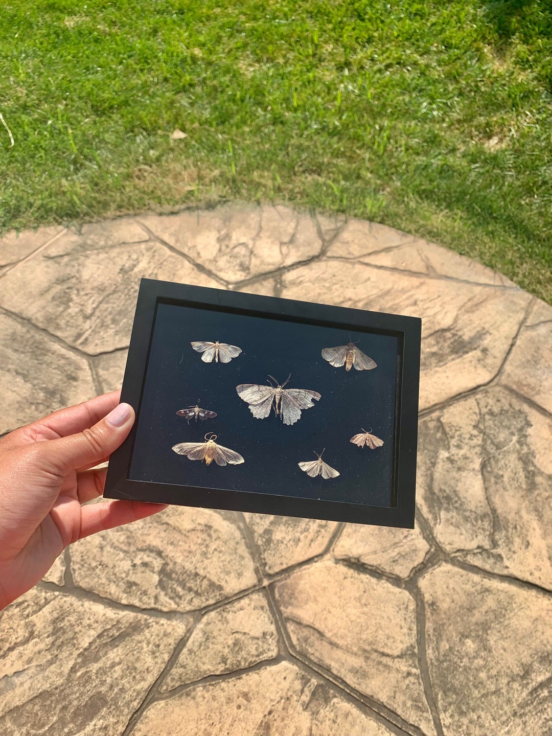 Assorted Moth Shadowbox - Etsy
