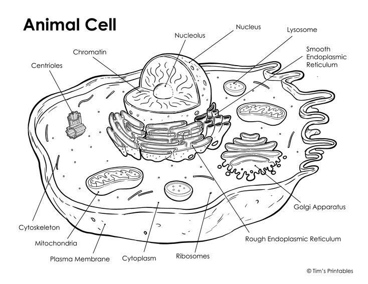 Animal Cell Diagram PDF - Etsy