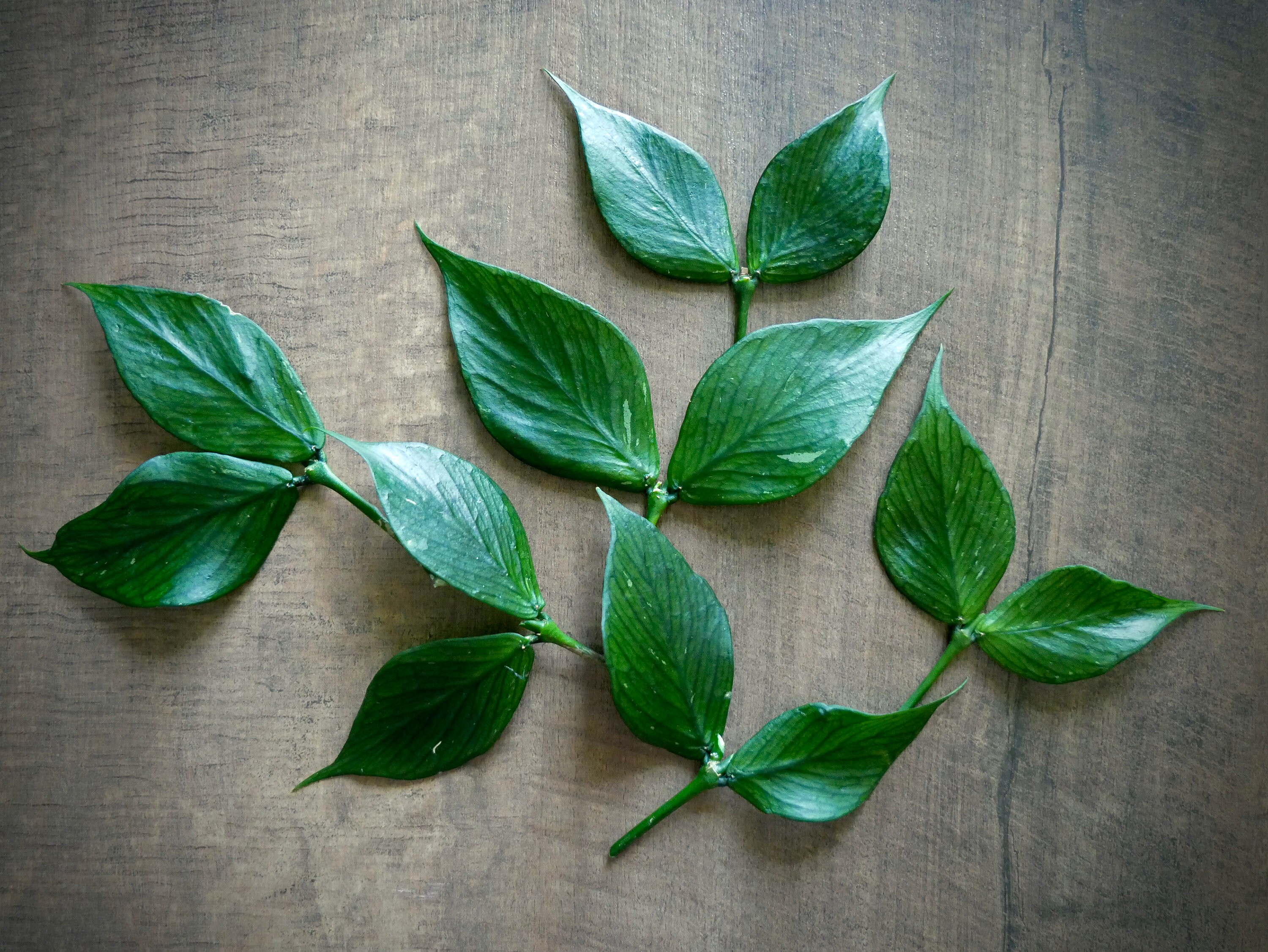 Hoya Polyneura // Fishtail Hoya // Mermaid Hoya // Cuttings - Etsy