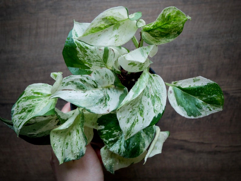 Highly Variegated Manjula Pothos // Epipremnum Albo Variegata - Etsy ...