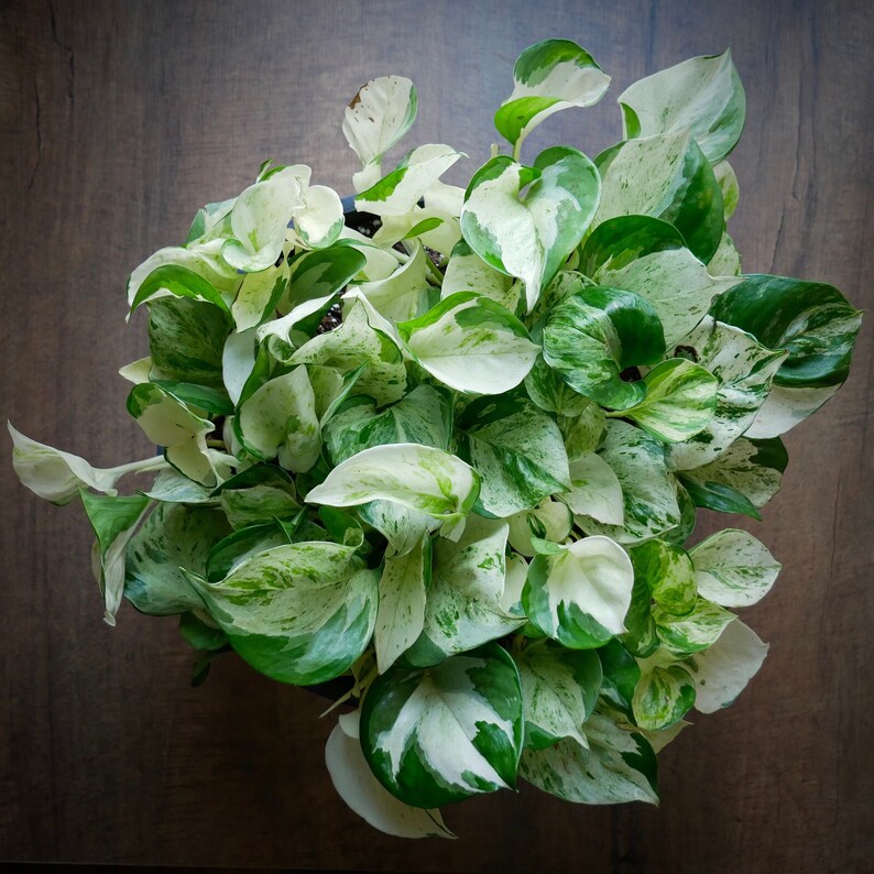 Highly Variegated Manjula Pothos // Epipremnum Albo Variegata - Etsy ...