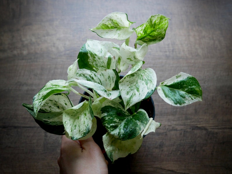 Highly Variegated Manjula Pothos // Epipremnum Albo Variegata - Etsy ...