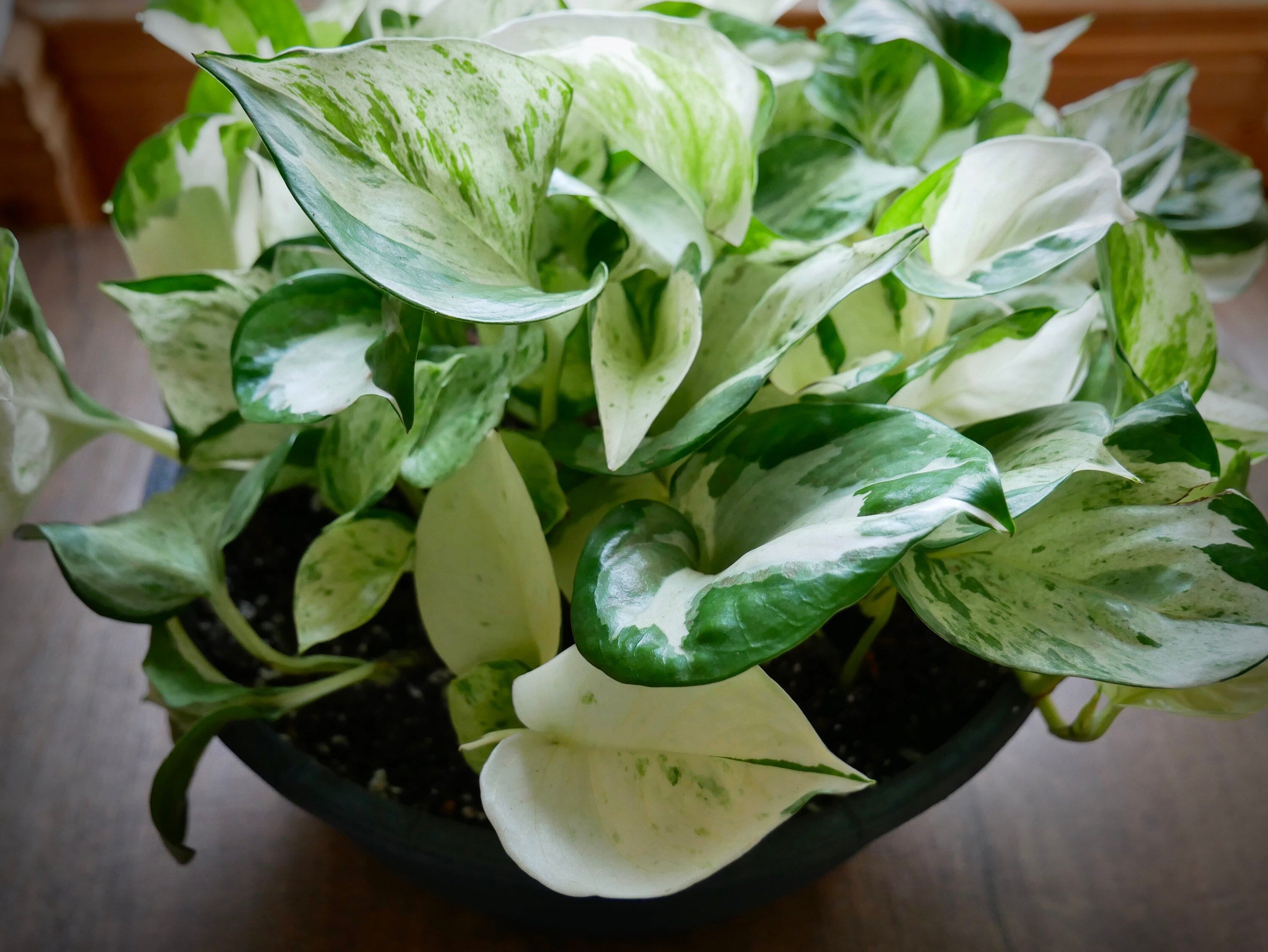 Manjula Pothos // Epipremnum Albo Variegata // Epipremnum | Etsy Canada