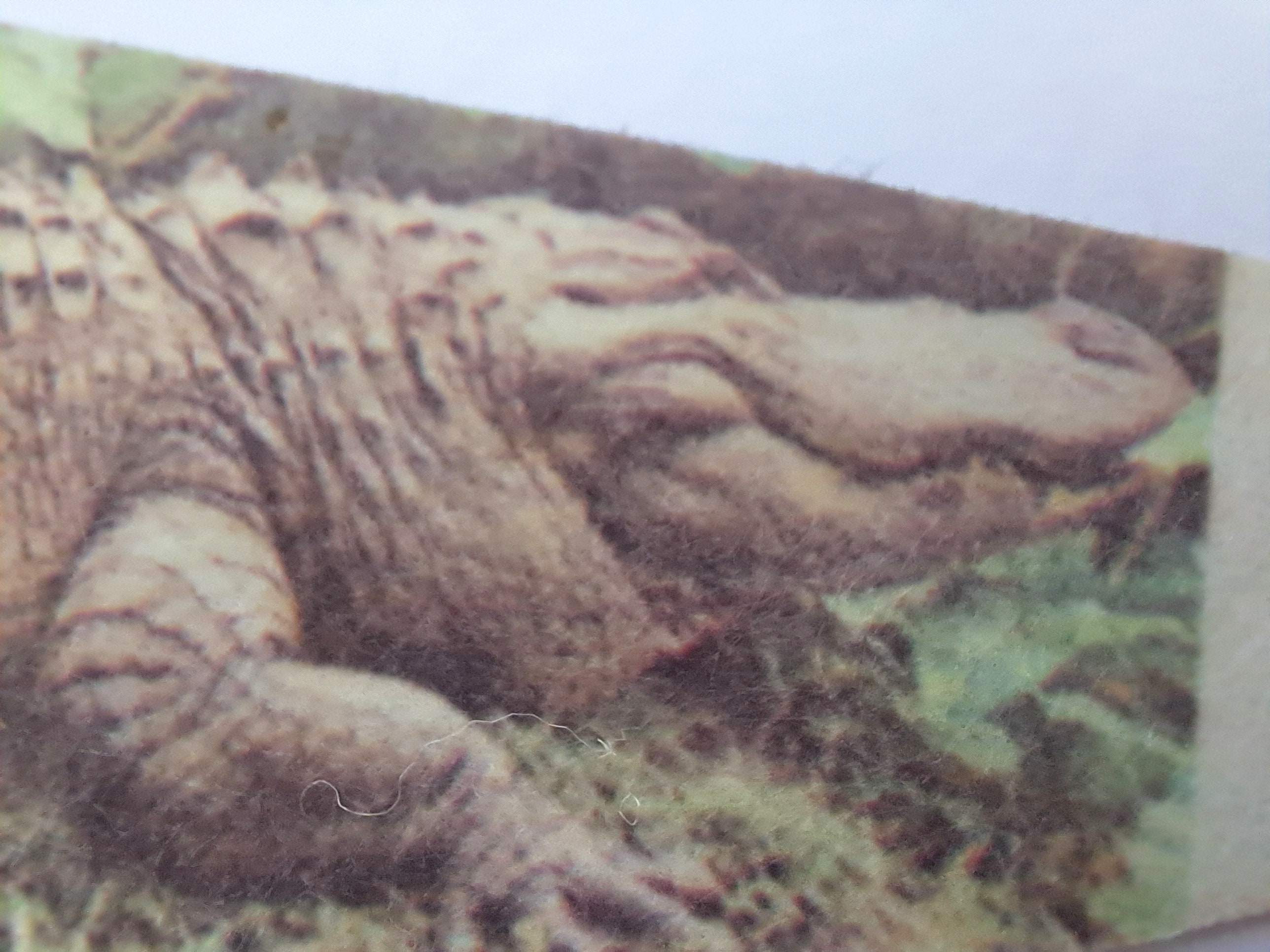 1980s Gatorland Zoo Orlando, Florida Vacation Gift Shop Souvenir ...