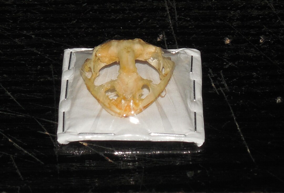 Fejervarya Limnocharis Asian Rice Frog Skull Real Taxidermy - Etsy