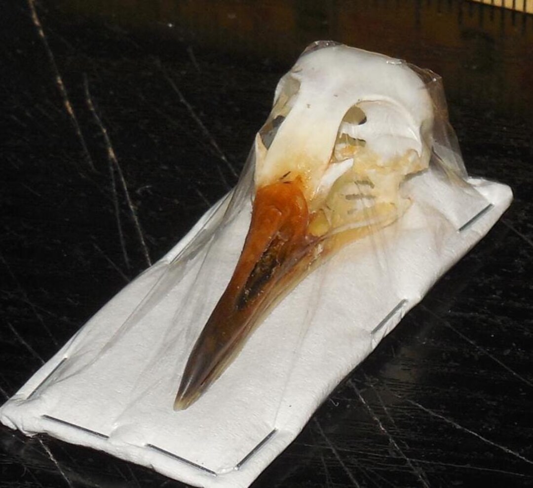 Amaurornis Phoenicurus Real Bird Skull Indonesia Taxidermy - Etsy