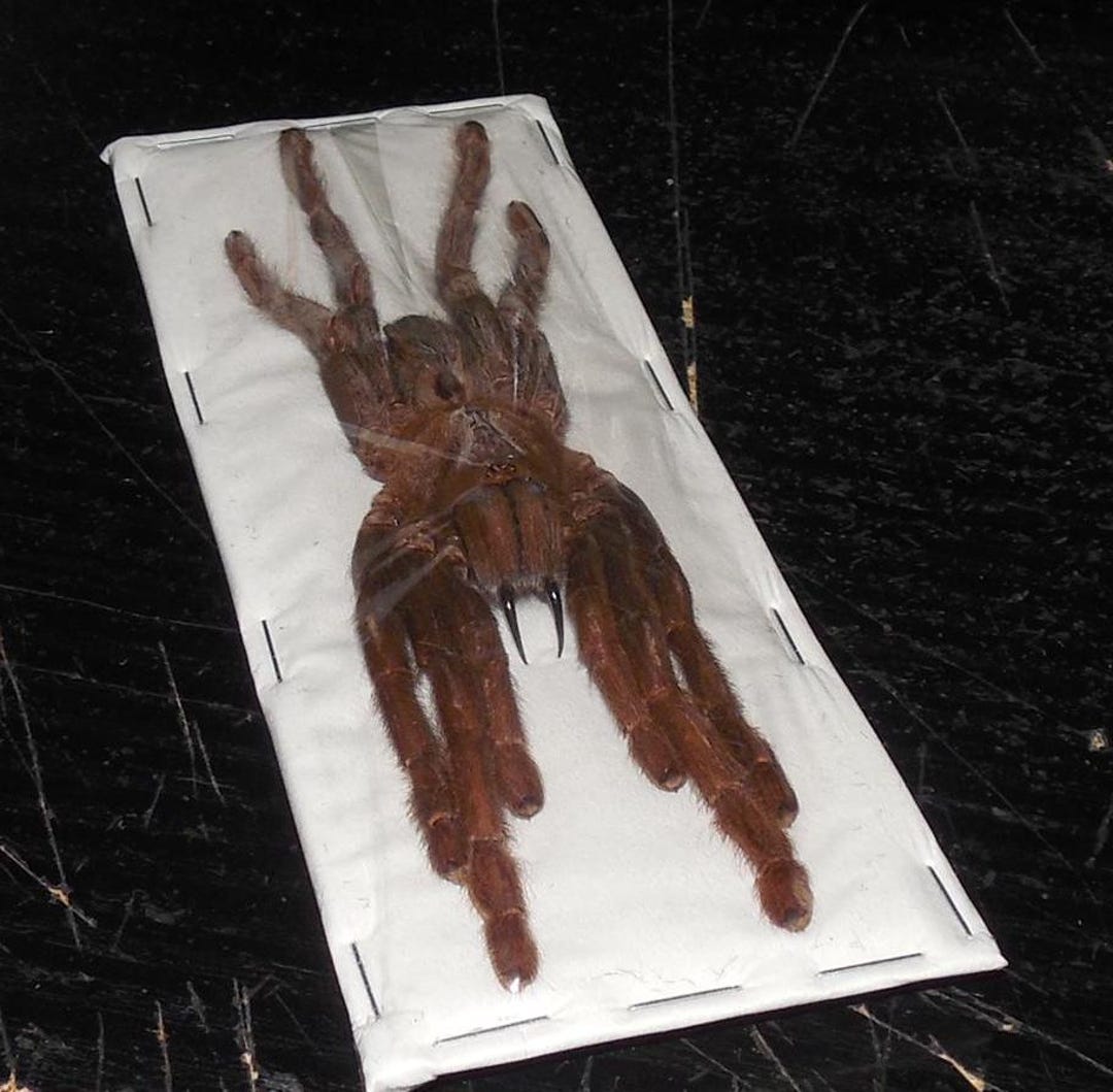 5 SELENOCOSMIA JAVANENSIS Dolichoplectra Java Earth Tiger TARANTULA ...