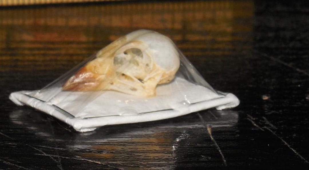Passer Montanus Real Bird Skull Indonesia Taxidermy - Etsy
