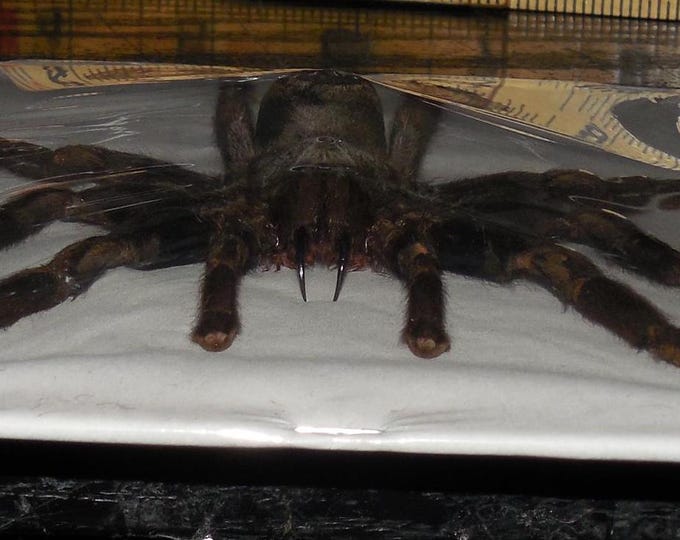 LARGE SELENOCOSMIA JAVANENSIS Dolichoplectra Java Earth Tiger Tarantula ...