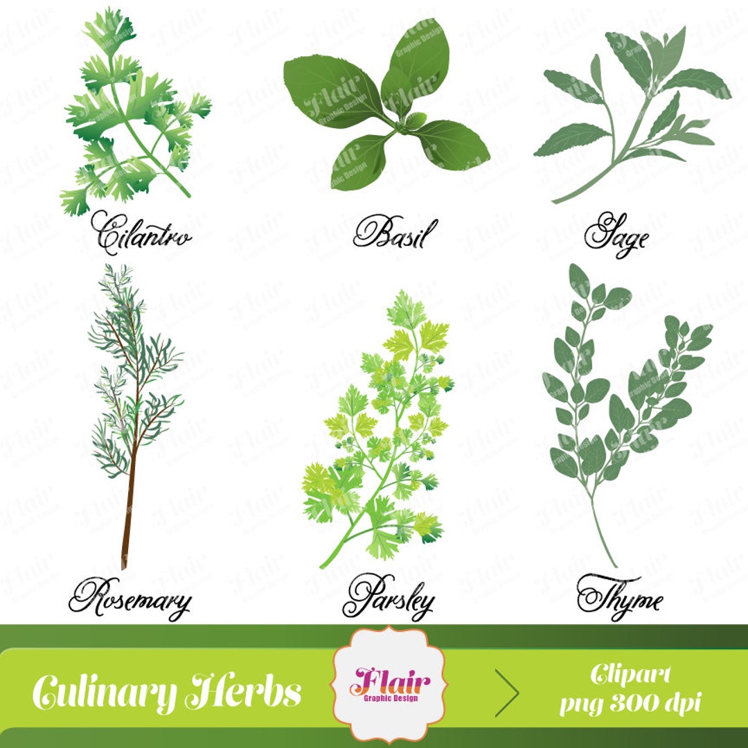 Fragrant CULINARY HERBS Digital Clipart, Scrapbooking, Cooking ...