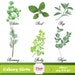 Fragrant CULINARY HERBS Digital Clipart, Scrapbooking, Cooking ...