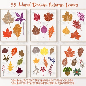 Autumn Leaves SVG, PNG Bundle Digital Clipart, Fall Leaf Divider SVG ...