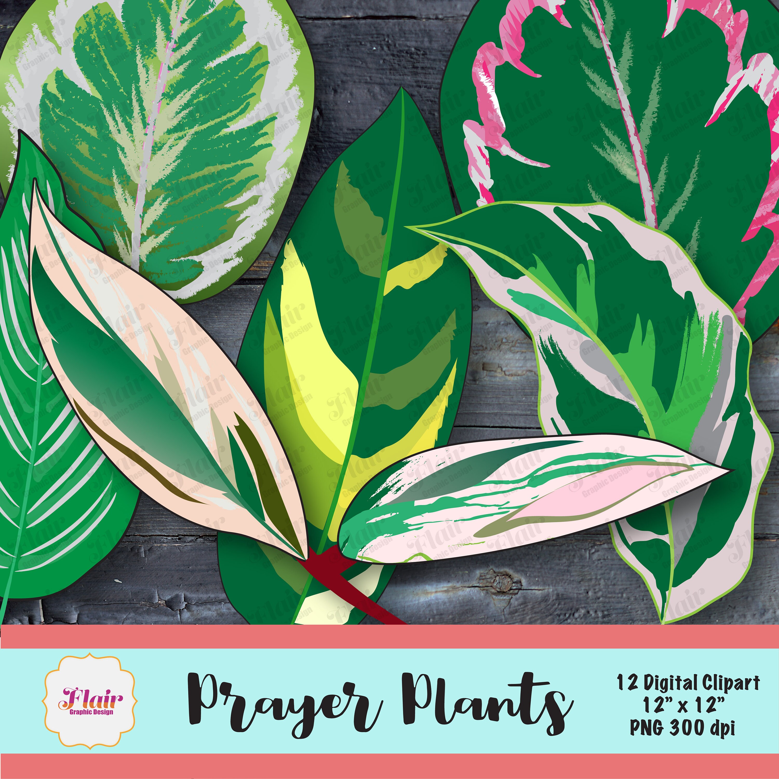 Prayer Plants Digital Clipart Calathea Stromanthe | Etsy