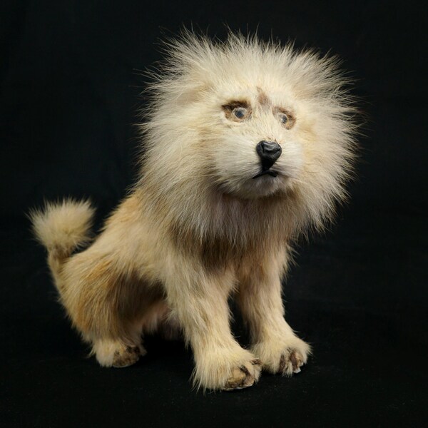 Lion Pelt - Etsy