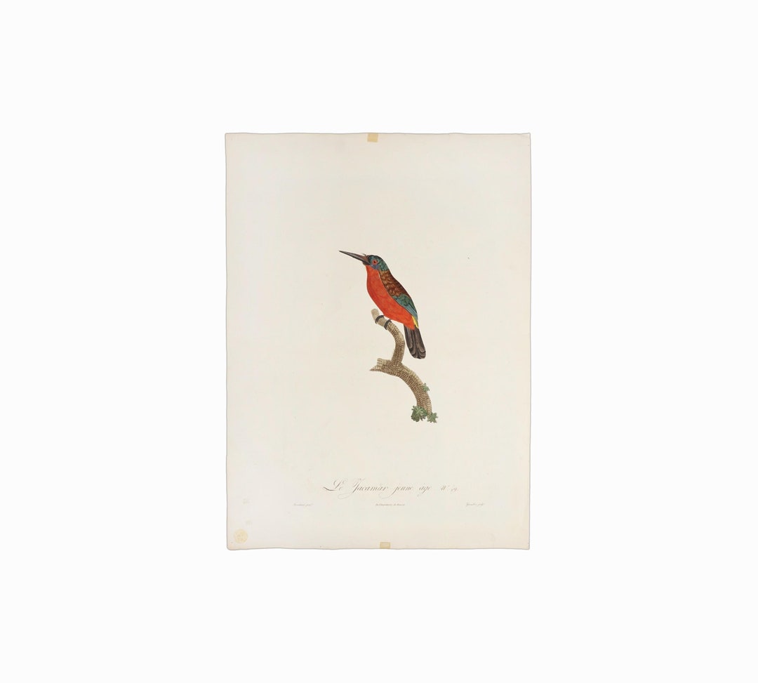 1800s Original Stipple Engraving Bird Francois Levaillant Jacques ...