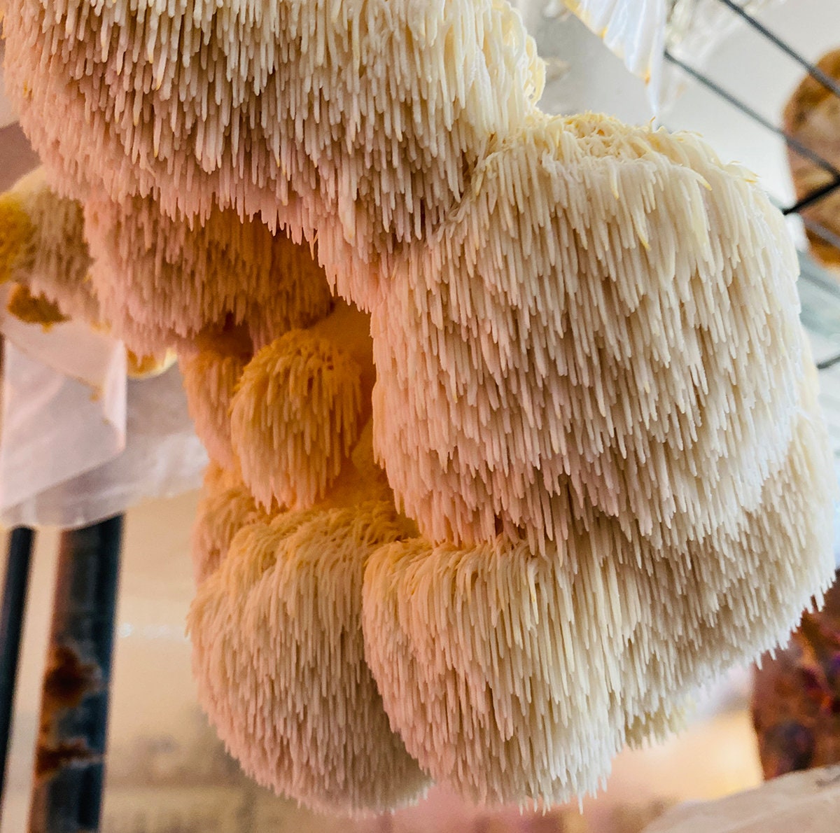 Lion’s Mane Mushroom Grow Kit - 5lb Colonized Gourmet Mushroom Grow Kit ...