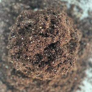 Twisted Tree C.V.G Mix - Pasteurized, Prehistoric Mushroom Growing ...