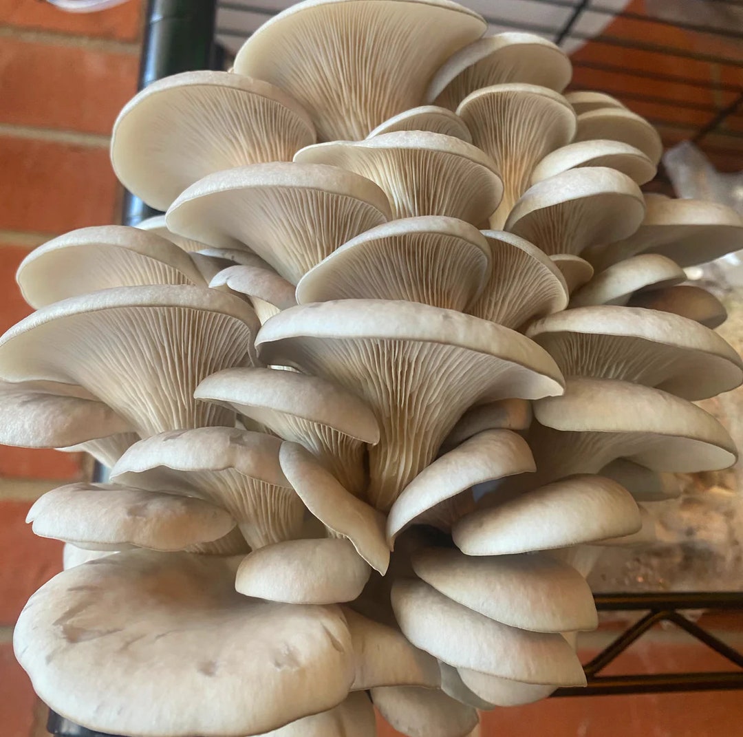 Oyster Mushroom Grow Kit - 5lb Colonized Gourmet Mushroom Grow Kit for ...