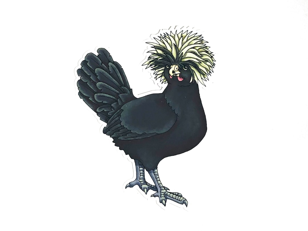 Polish Chicken Vinyl Sticker - Polish Vinyl Sticker - Chicken Vinyl ...