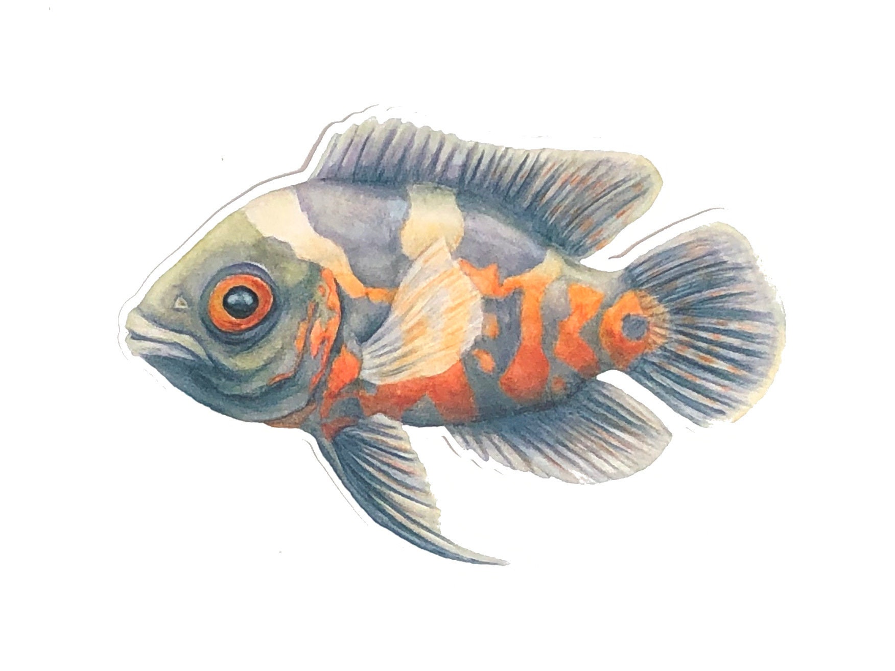 Baby Oscar Fish