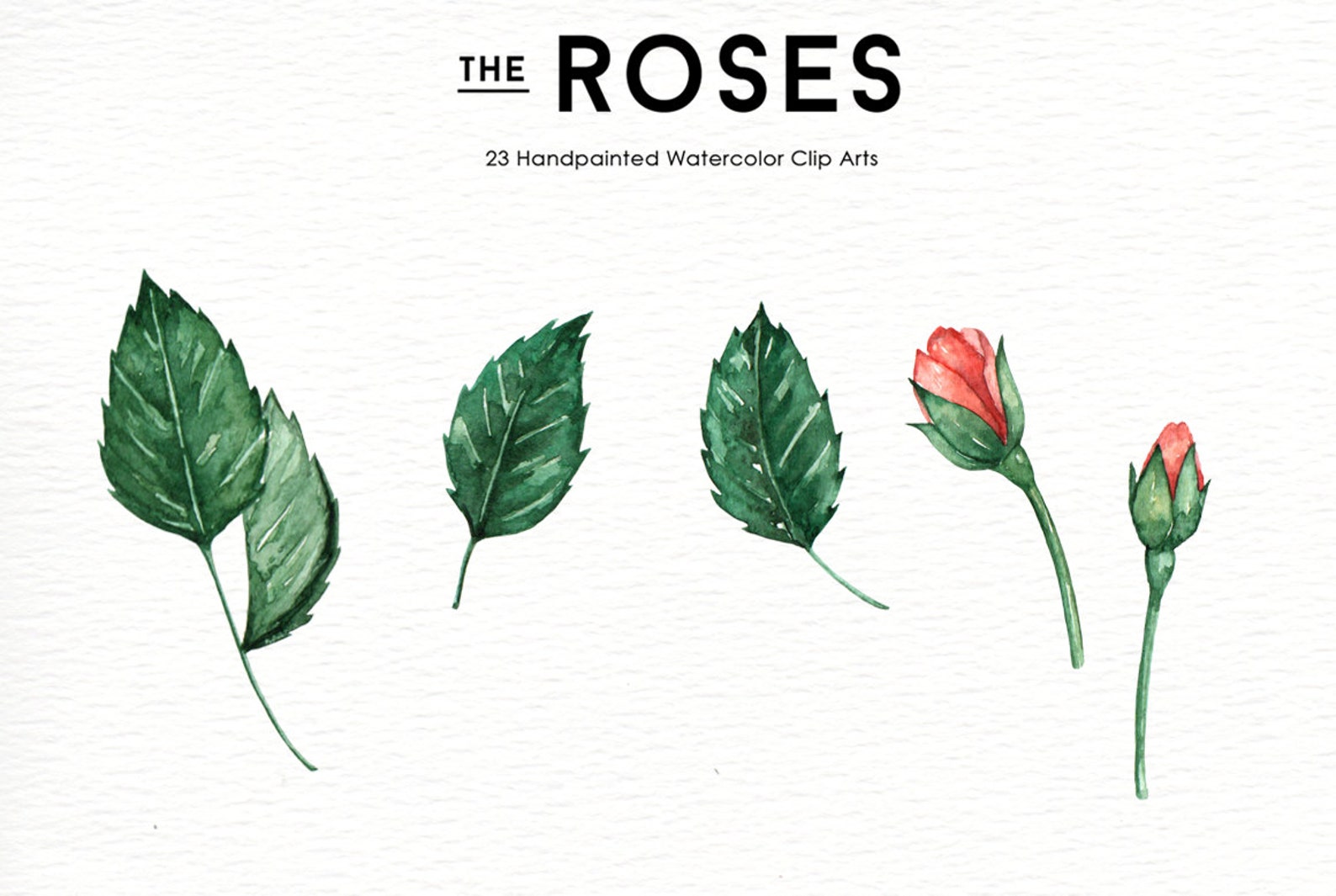 Rose Flowers Watercolor Clipart Watercolor Floral Clipart - Etsy