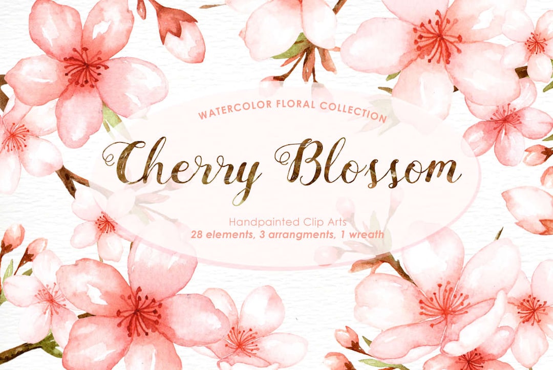 Cherry Blossom Watercolor Clip Art, Spring Flower,flowers Clip Art ...