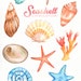 Seashells Watercolor Clipart, Nautical Watercolor Clip Art, Ocean Shell ...
