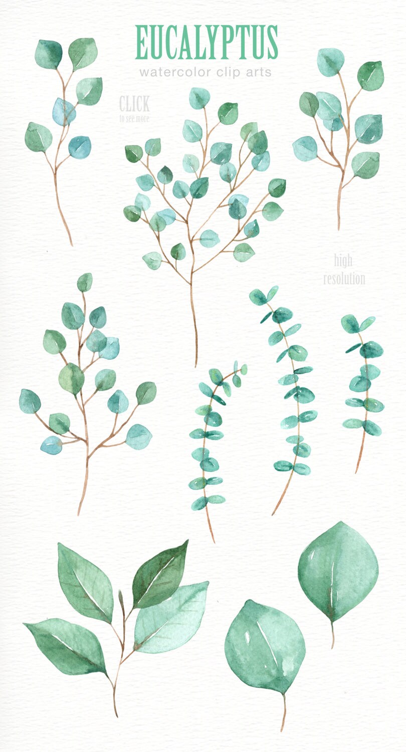 Eucalyptus Leaf Watercolor Clipart Watercolor Flower - Etsy
