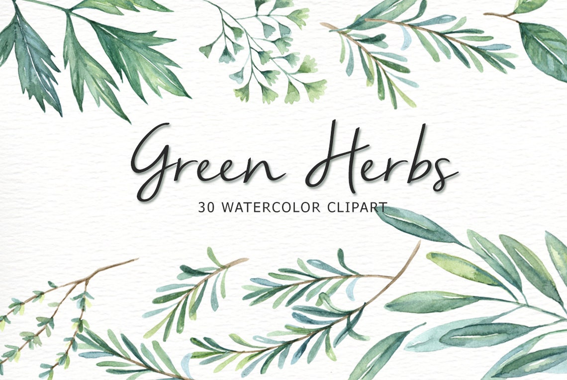 Green Herbs Watercolor Clipart, Watercolor Flower, Watercolour Leaves ...