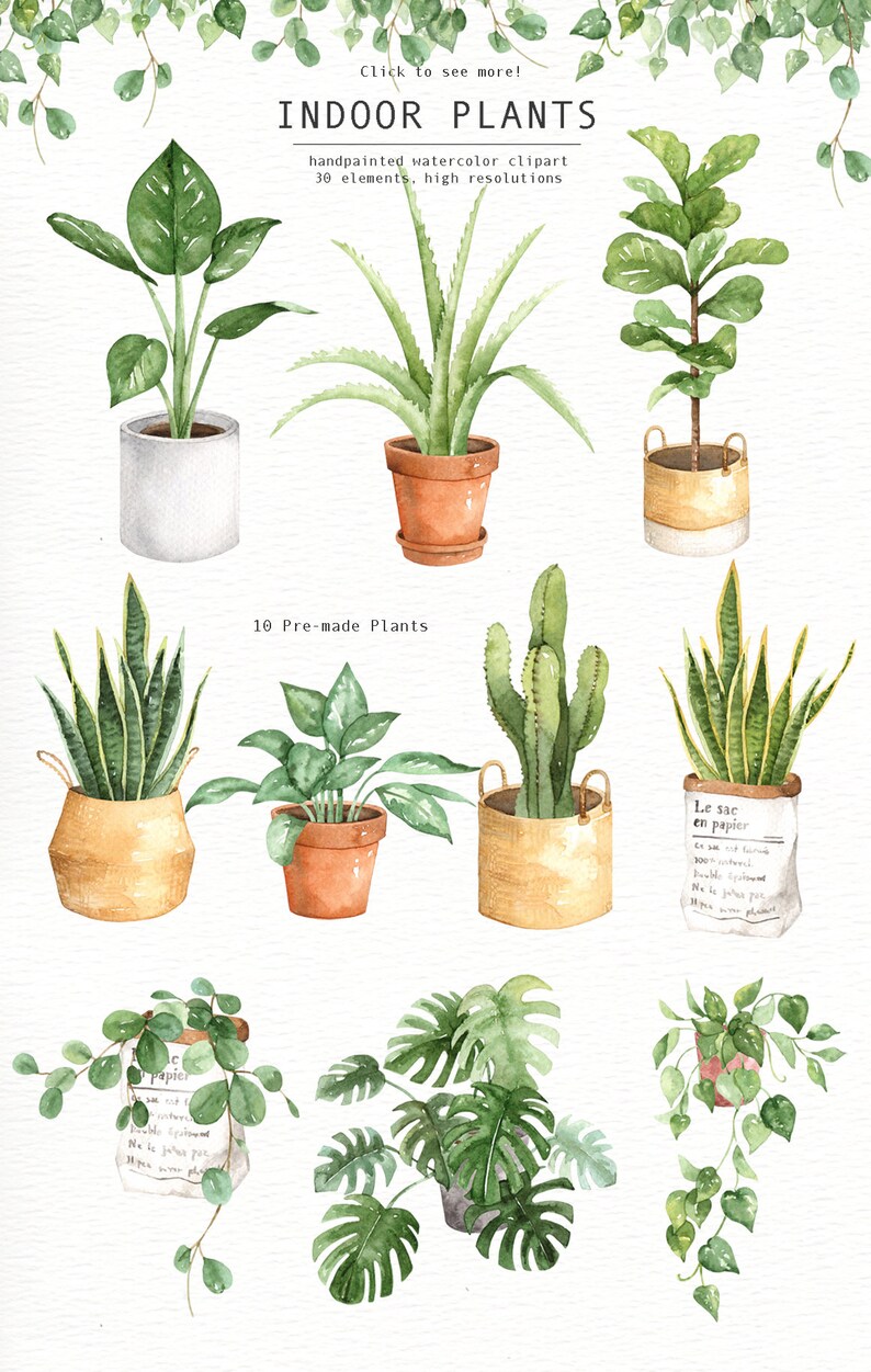Indoor Plants Watercolor Clipart Watercolour Leaves - Etsy