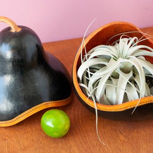 Large Pear Shaped Lidded Decorative Box Carved From a Dried Gourd ...