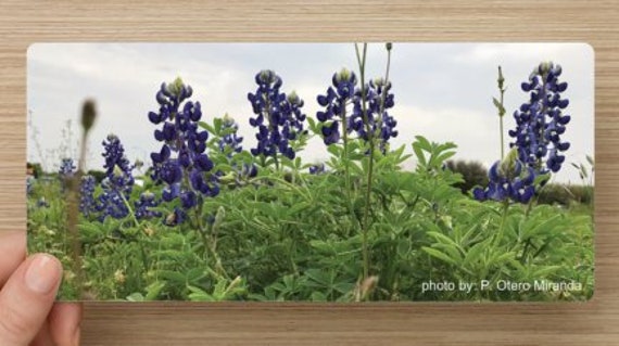 Blue Bonnet Fields 4 X 8 Cards With Original Photograph | Etsy