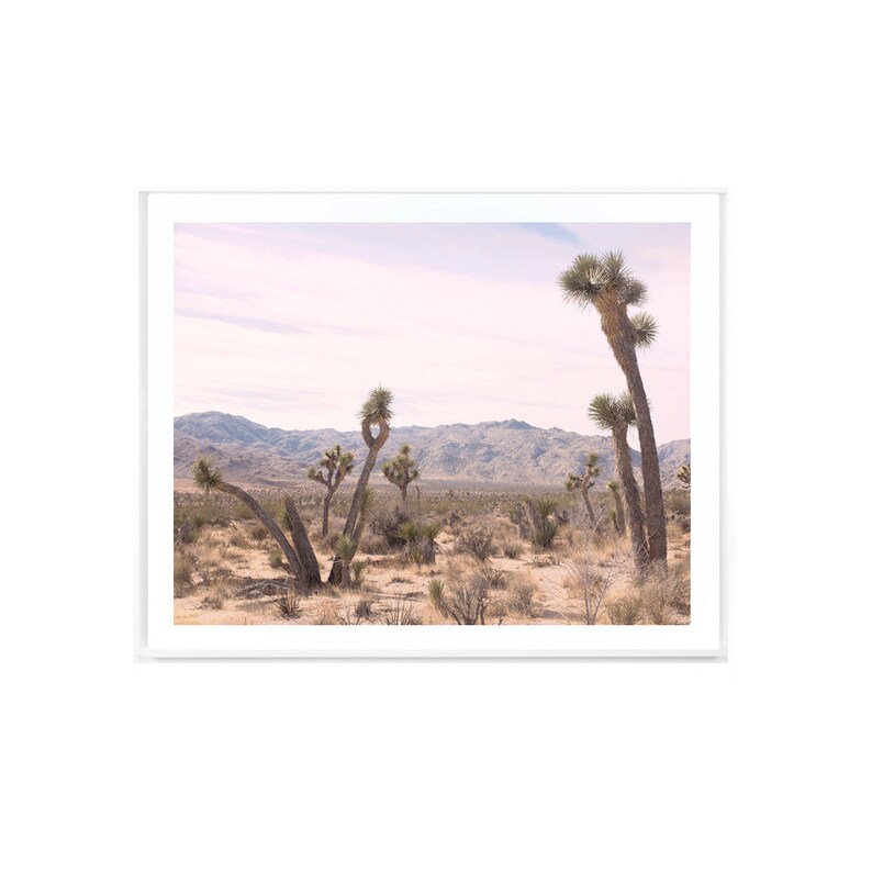 Joshua Tree, Cacti Art, Cactus Photo, Minimal Photo, Desert Wall Art ...